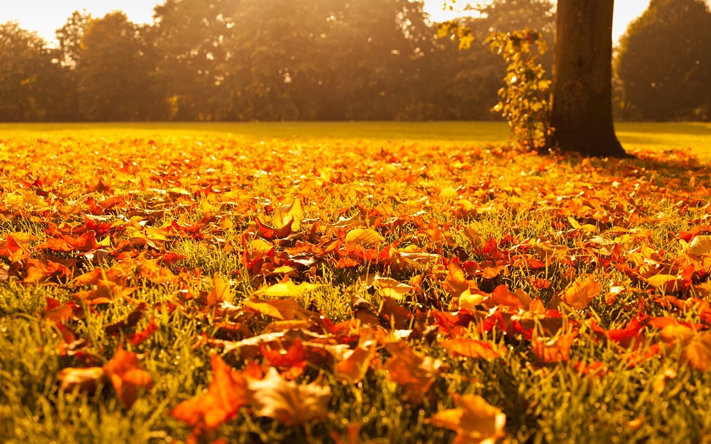 Yin Yoga im Herbst – Unit Yoga Blog